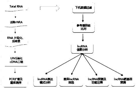 Application Of Long Chain Non Coding RNA NONHSAG As Diagnostic Marker For Osteoporosis
