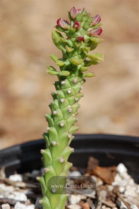 Monadenium Guentheri Planting Succulents Cacti And Succulents