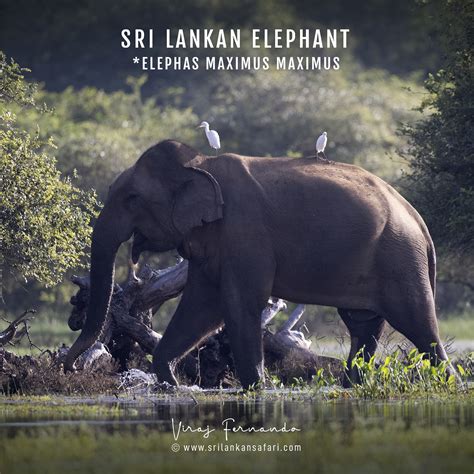Sri 🐘 The Sri Lankan Elephant A Gentle Giant Of The Island 🌿 The