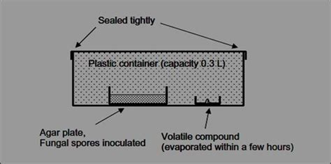 Figure5 Experimental Set Up For Antifungal Assay In Vapour Agar Download Scientific Diagram