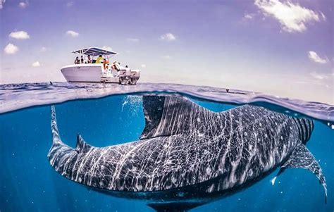About Us Isla Mujeres Whale Shark Tour Isla Sea Tours