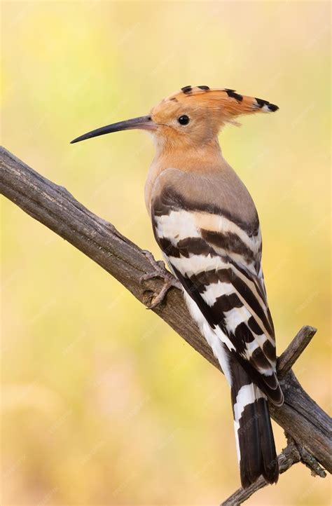 Huppe Fasciée Upupa Epops Un Oiseau Est Assis Sur Une Branche Photo