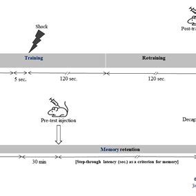 The Schematic Timeline For Experiments Download Scientific Diagram