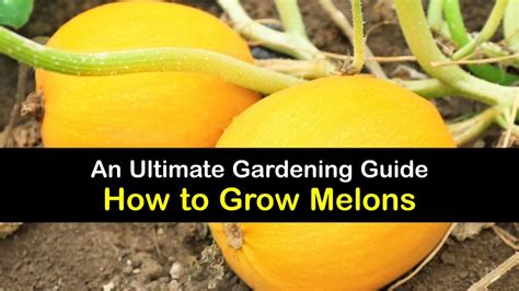Melon Growing Incredible Guide To Planting And Caring For Melons