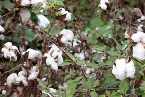 Afghanistans Cotton Production Rises By 30 Nsia Tolonews