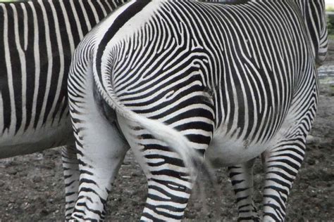 What Do Zebras Eat
