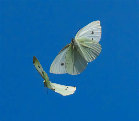 Vroege Vogels Foto Geleedpotigen Dansende Koolwitjes