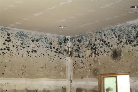 Top 7 Causes Of Mold In Your Home Why Regular Inspection And Removal