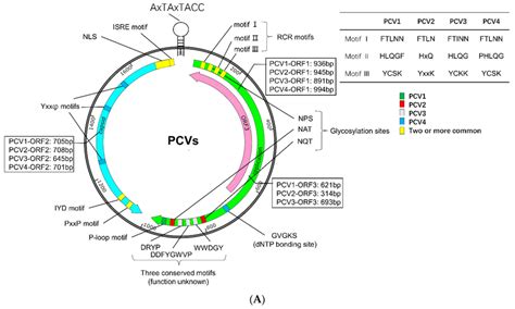 Model Of Pcv Lifecycle 1 Pcv Attaches To Hs Andor Other Receptors 2