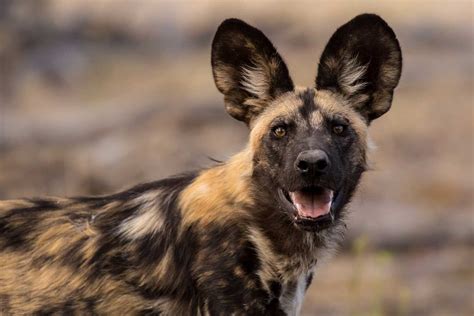 Wild Relatives The African Painted Dog Forest Preserve District Of