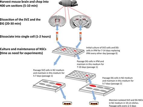 Subventricular Zone Mouse Brain