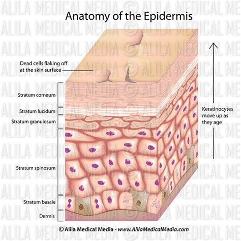 Alila Medical Media Skin And Hair Images
