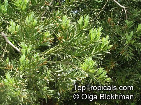 Podocarpus Elongatus Alchetron The Free Social Encyclopedia
