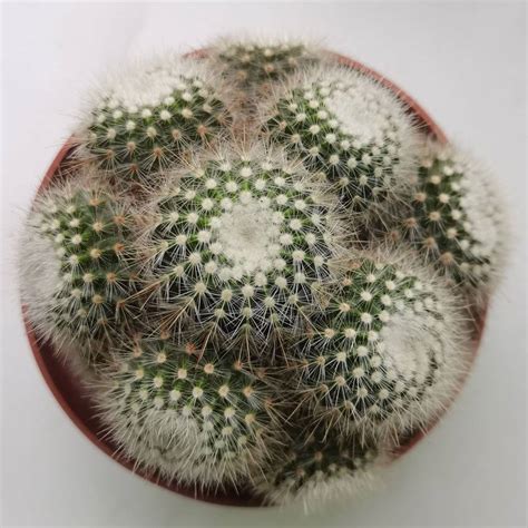 Cactus Parodia Tabularis Clustering Dudu Wholesale Rare Live