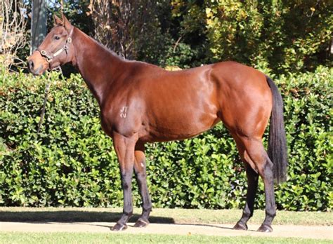 Newhaven Park Legal Girl Aus Newhaven Park