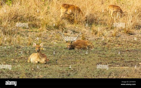 Kanhas Swamp Deer Or Barasingha Thrives In Grasslands And Swamps