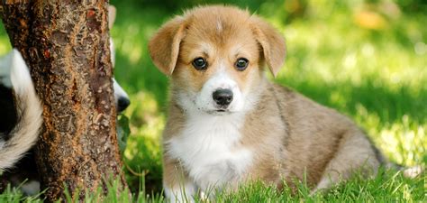 犬図鑑│ペッツファースト公式サイト