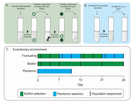 Negative Frequency Dependent Selection Maintains Coexisting Genotypes