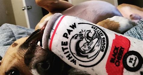 Pupper Had Too Much White Paw Album On Imgur