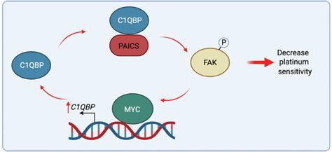 C1qbp Forms A Positive Feedback Loop With The Paicsfakc Myc Axis To