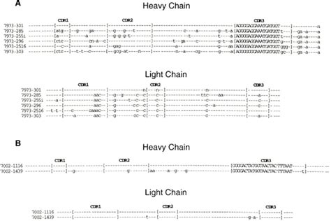 Vh And Vk Sequence Analysis Identifies Two Sets Of Clonally Related And Download Scientific