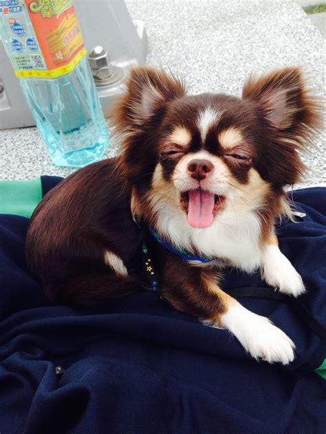 Niu Niu In The Playground