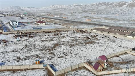 Нийслэлийн мал аж ахуй эрхлэхийг хориглосон бүсээс мал гаргаж байна