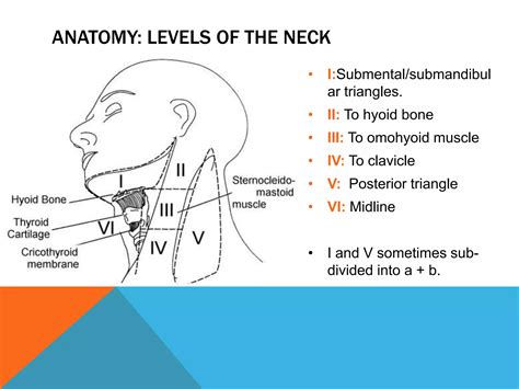 Neck Lumps Pptx