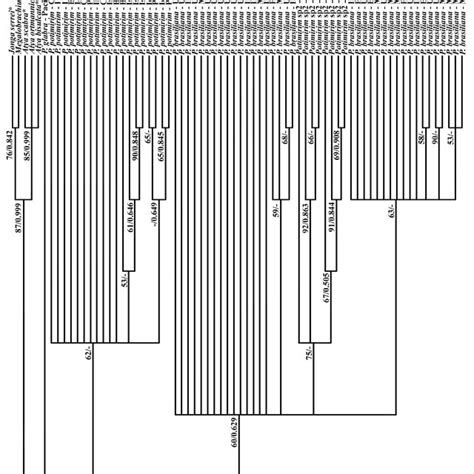 Consensus Tree Between The Maximum Likelihood And Bayesian Inference
