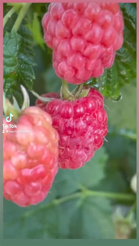 Strawberries Shortcake Raspberry Taste Like Sex And Wine 🍷🫶🏾👈🏾