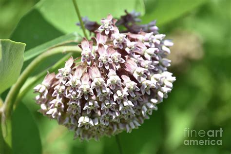 Cluster Of Blossoms On A Milkweed Flower Photograph By Dejavu Designs