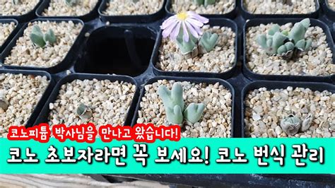 다육이 코노피튬 번식하는 가장 쉬운 핵꿀팁 Youtube