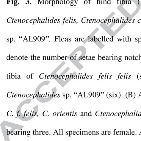 Sex Specific Morphology Of Ctenocephalides Fleas A Plantar Surface
