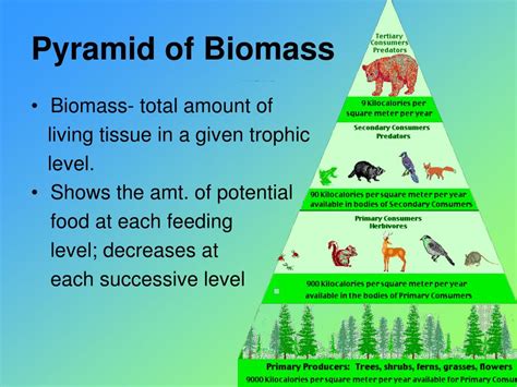 Ppt Chapter 3 How Ecosystems Work Powerpoint Presentation Free