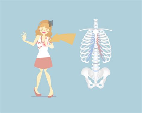 290 Esqueleto Femenino Torso Ilustraciones De Stock Gráficos