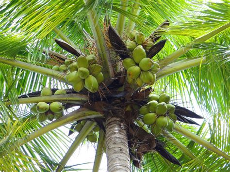 Free Images Nature Branch Fruit Palm Tree Trunk Ripe