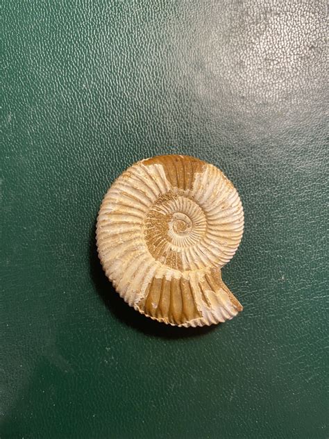 Ammonite Fossil Purchased Is It Real How To Recognize Fossil Fabrications The Fossil Forum