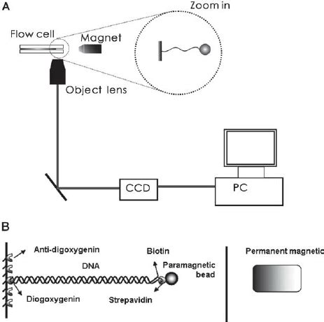 A Schematic Diagram Of Magnetic Tweezers B BeadDNA Sidewall Download Scientific Diagram
