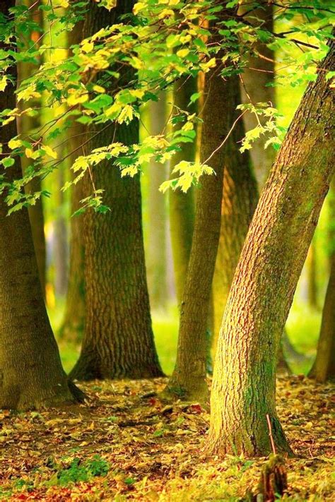 Pin By Magali Hicks On Trees Blur Photo Background Photoshop