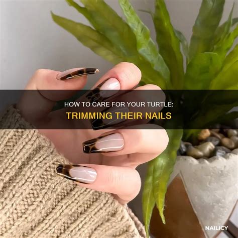 How To Care For Your Turtle Trimming Their Nails Nailicy