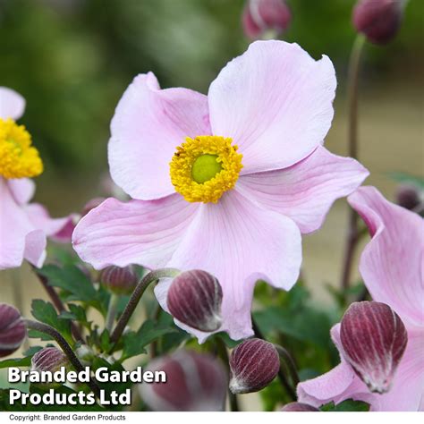 Anemone Satin Doll Blush Suttons