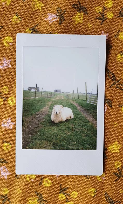 Sheep Scrolller Sheep Scrolller