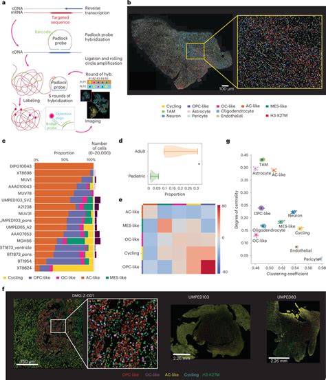 The Single Cell Spatial Transcriptomic Architecture Of H3 K27m Dmgs A