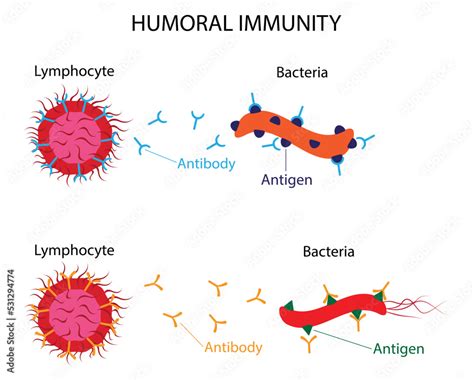 Illustration Of Biology Humoral Immunity Is Also Referred To As