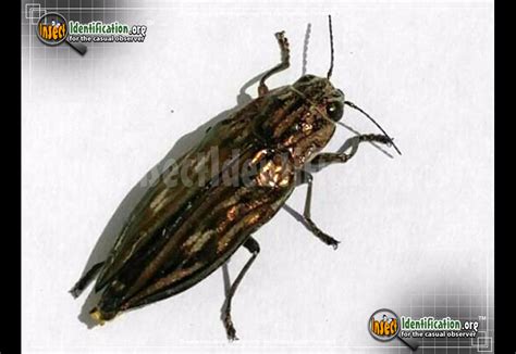 Southern Sculptured Pine Borer Beetle