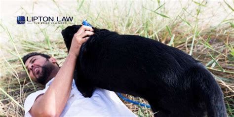 6 Dog Bite Levels The Dunbar Bite Scale Lipton Law Michigan