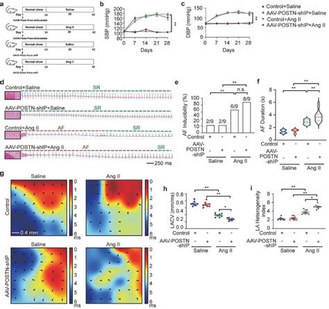 Cell Mol Life Sci 天津医科大学李广平教授团队与朱毅、张栩教授团队合作揭示房颤防治新策略 Medsci Cn