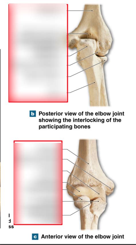 Elbow Joint Diagram Quizlet