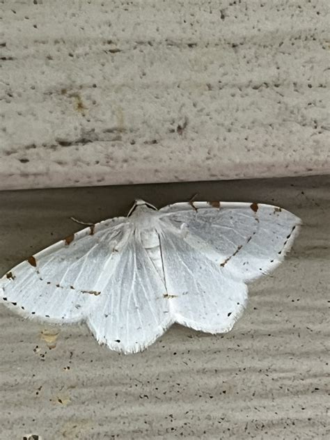 Lesser Maple Spanworm Moth From Middletown Rd Freeland Md Us On June 17 2023 At 06 46 Am By