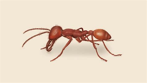 What Do Army Ants Look Like Identify Ants Orkin